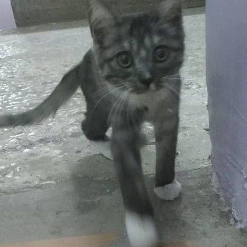 Котёнок-девочка в добрые руки