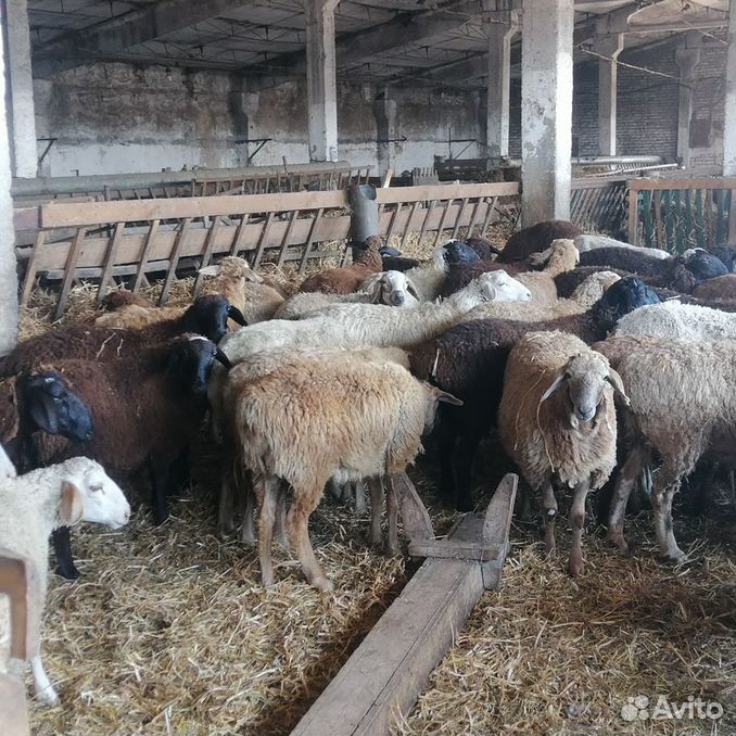 Валухи на мясо