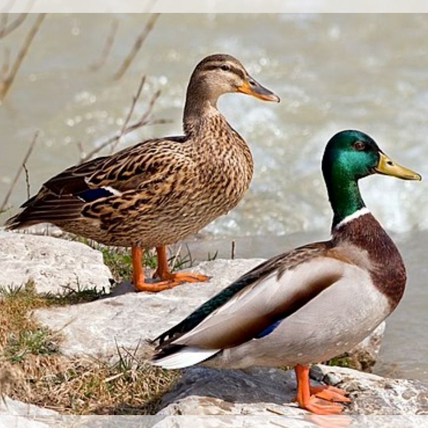 Подсадные утки