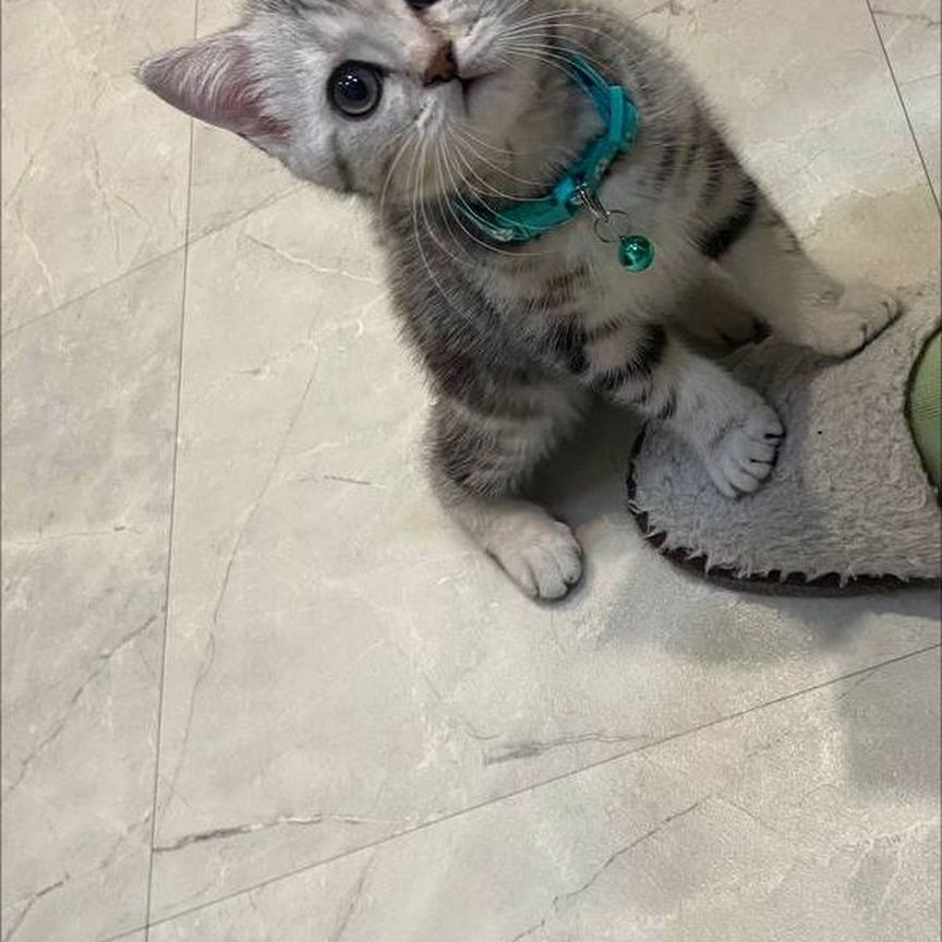 Шотландский котенок