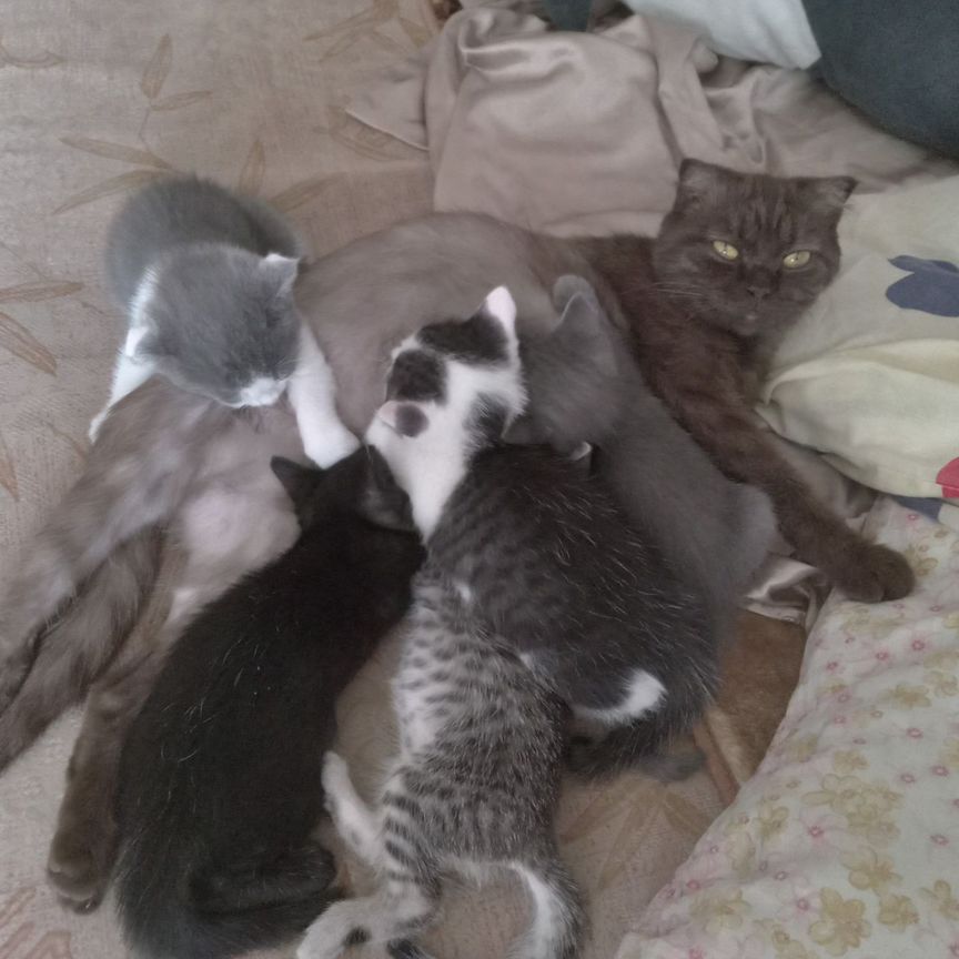 Котята в добрые руки