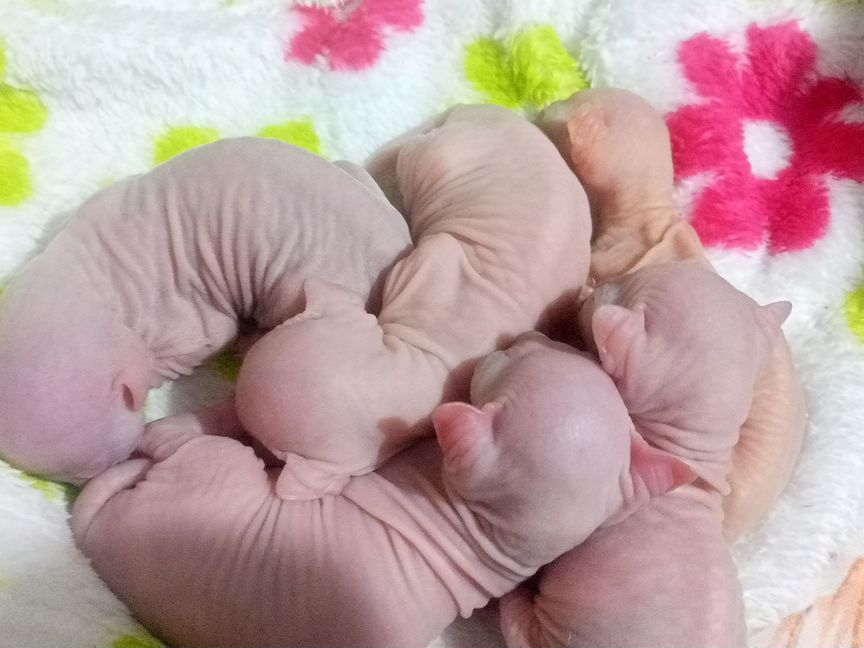 Котята сфинкс эльф