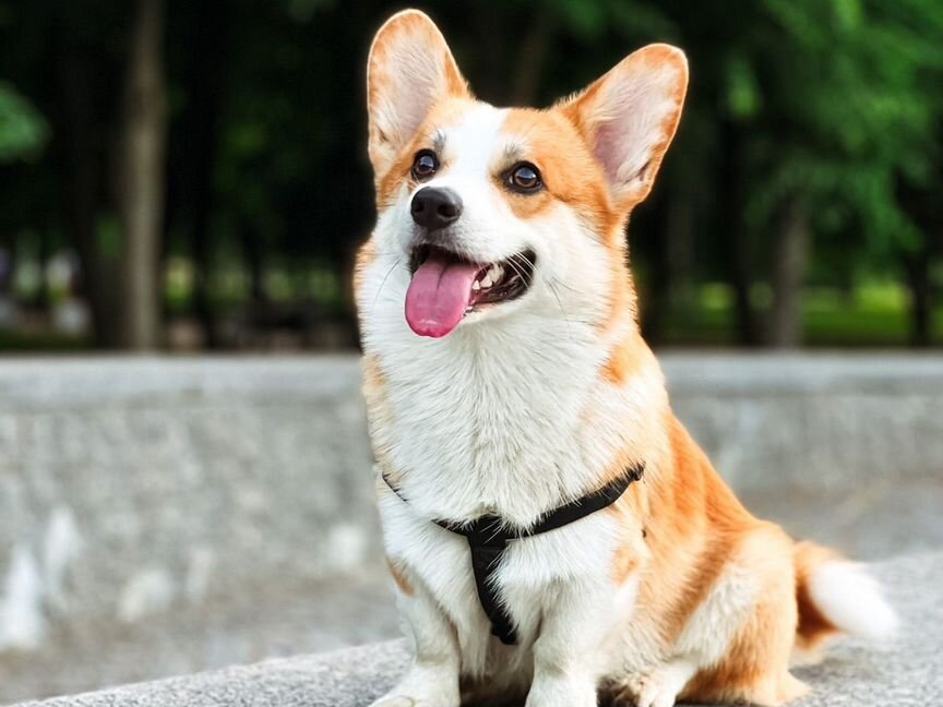 Вельш-корги пемброк вязка мальчик