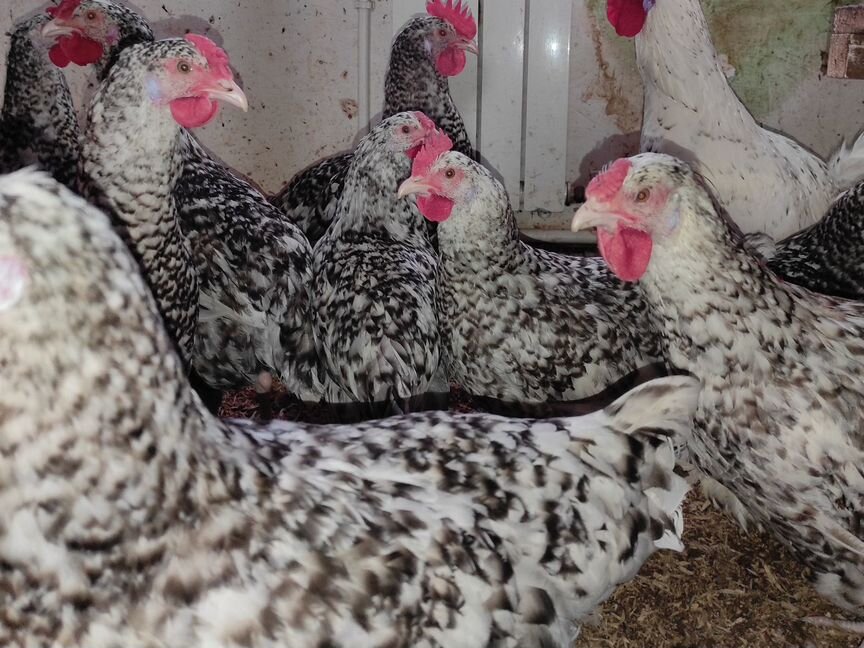 Куры молодки несушки пушкинские