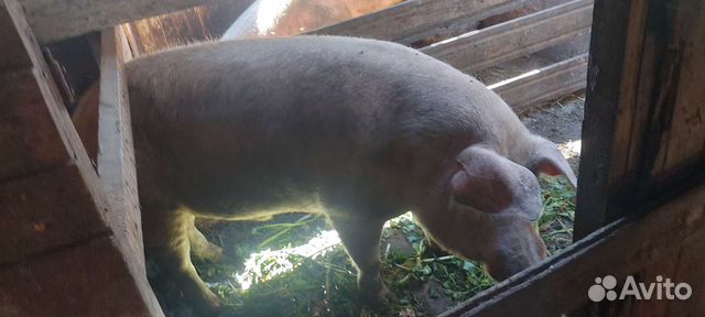 Хряк на племя