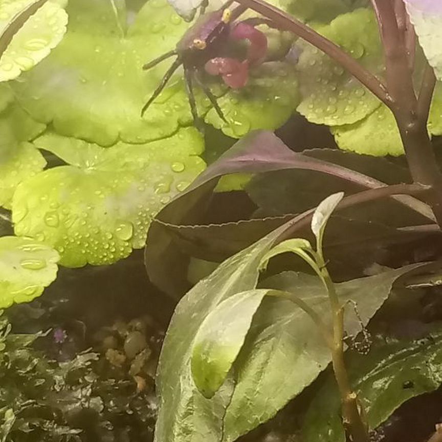 Крабы Geosesarma