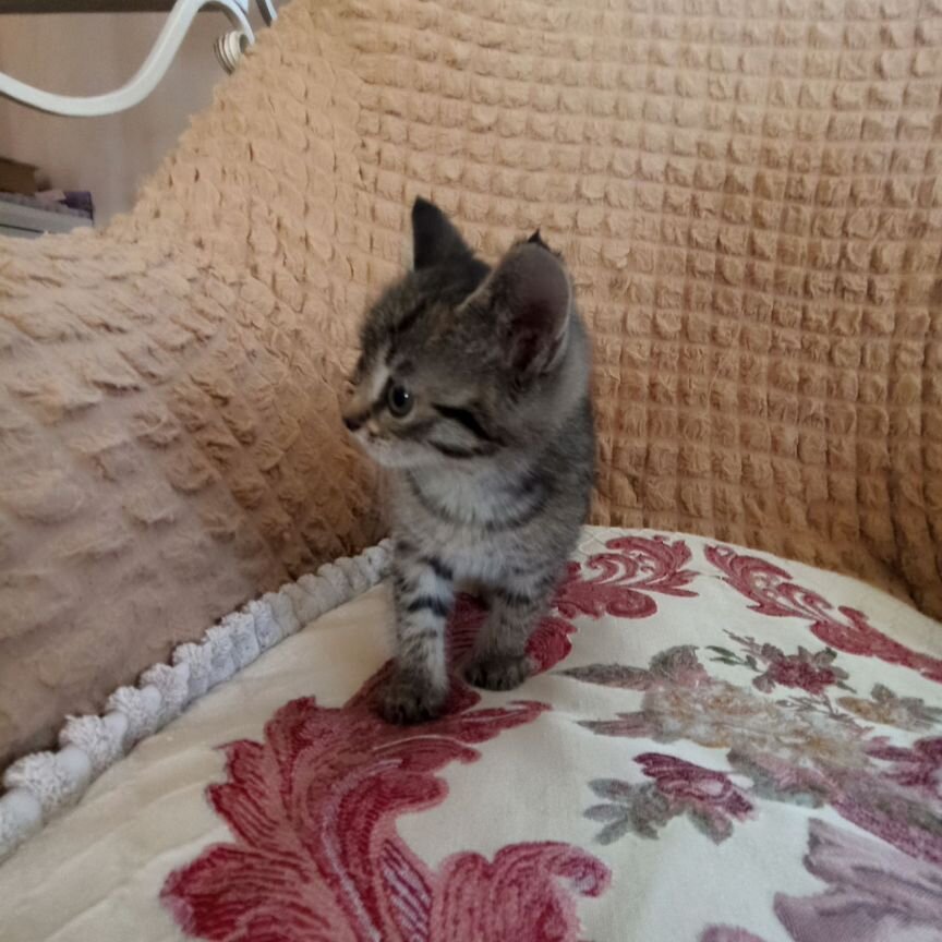 Кошечка девочка. Дворянка)