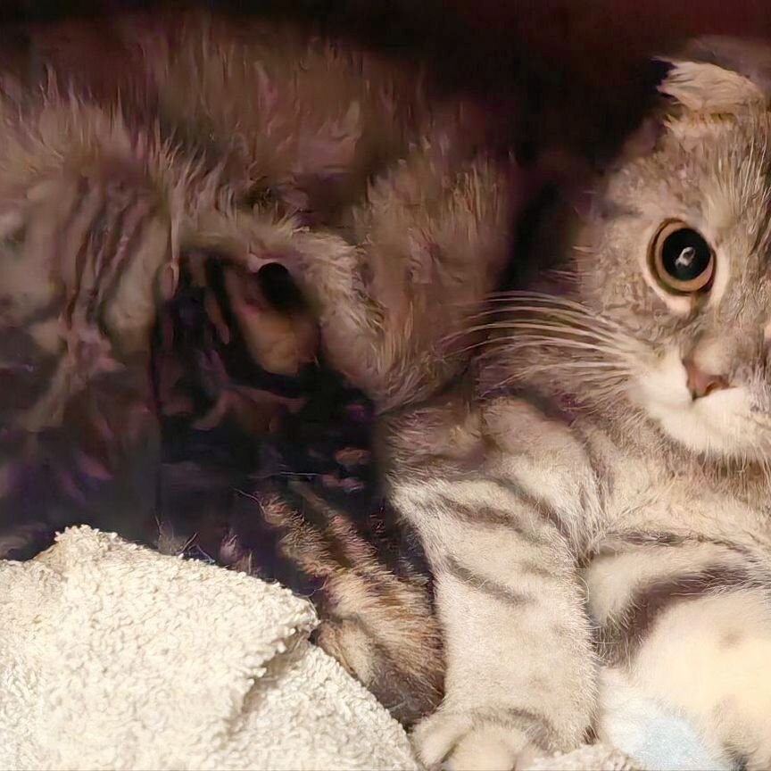 Шотландские вислоухие