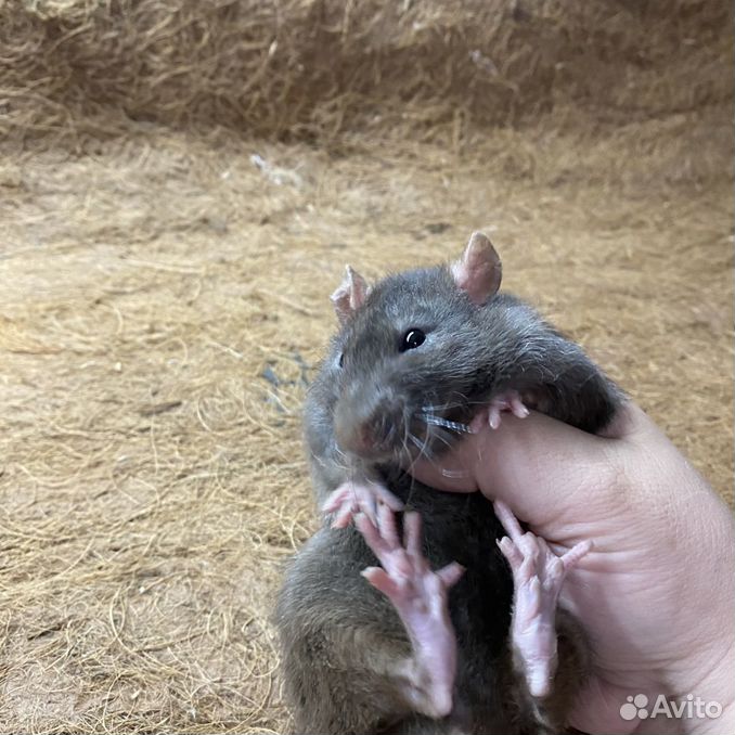 Ручные крыски из питомника