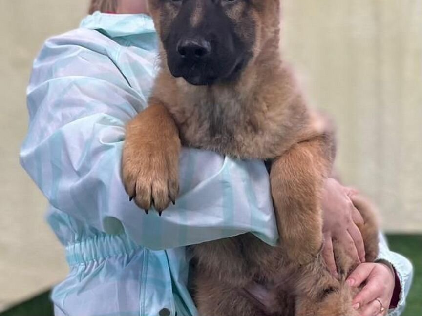 Настоящий Мажор