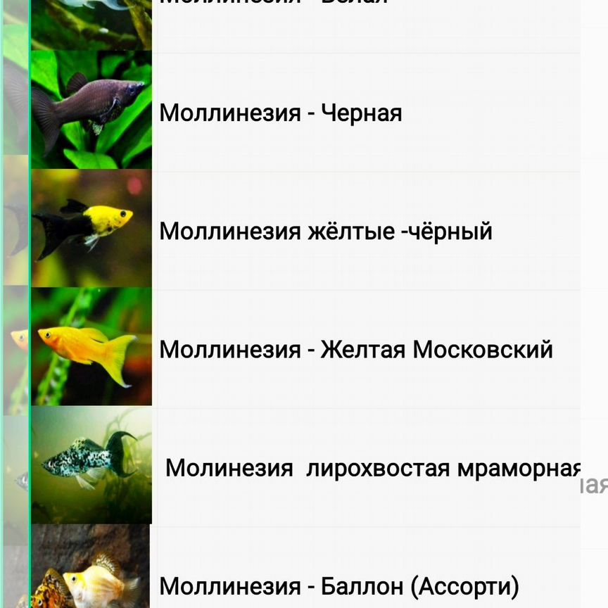 Аквариумные рыбки
