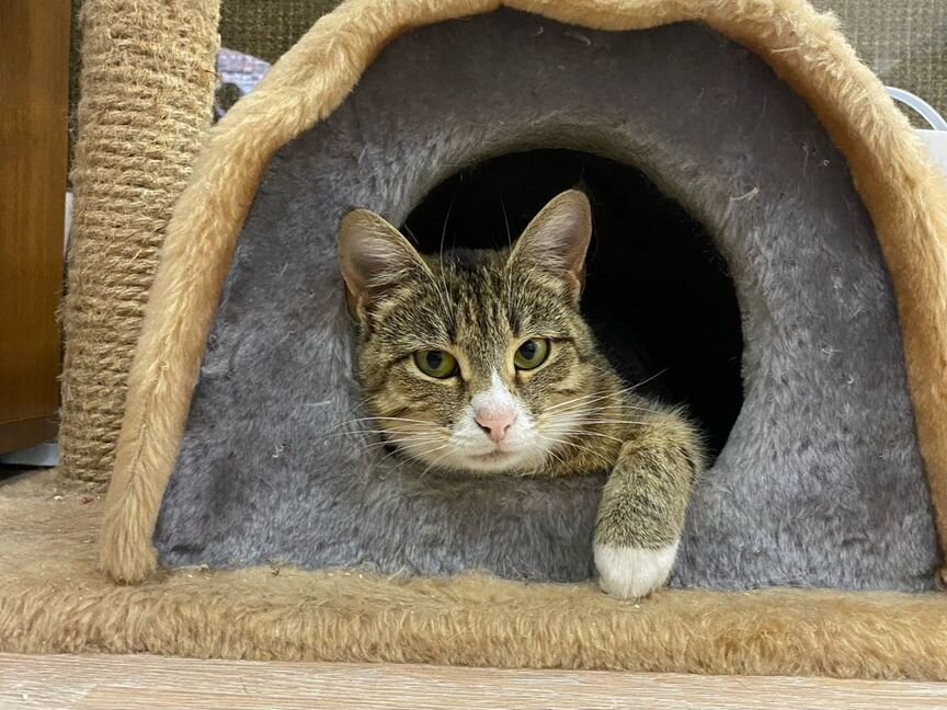 Молодая кошечка Альбина очень ждет своих родителей