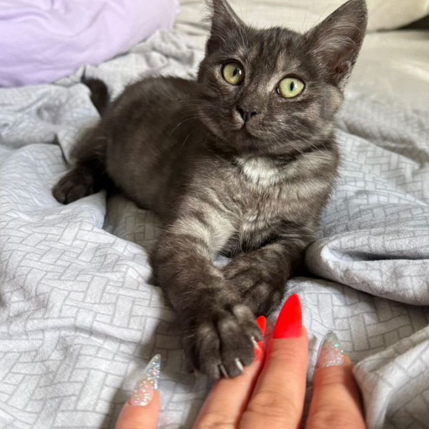 Котенок девочка