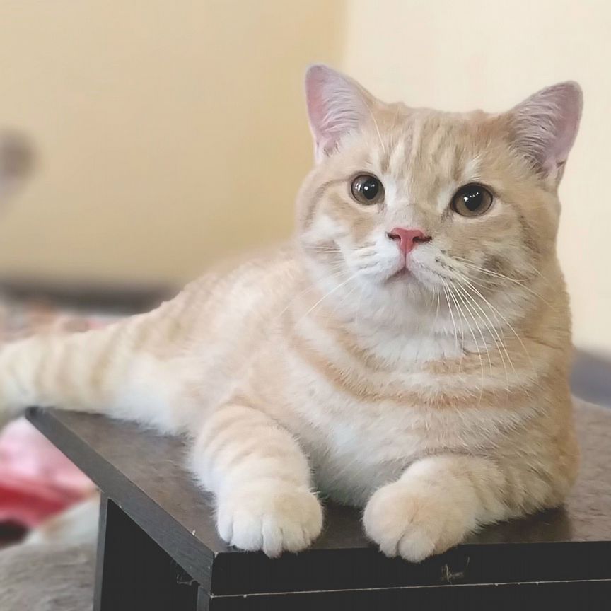 Шотландский прямоухий короткошёрстный котёнок