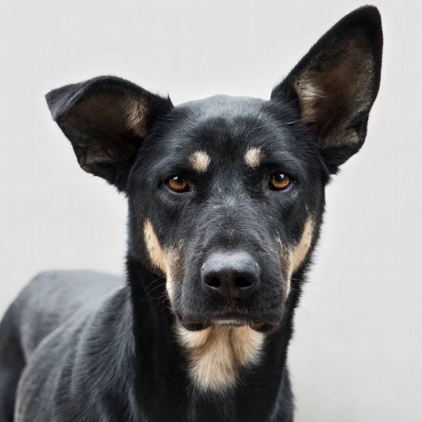 Взрослый пёс в добрые руки