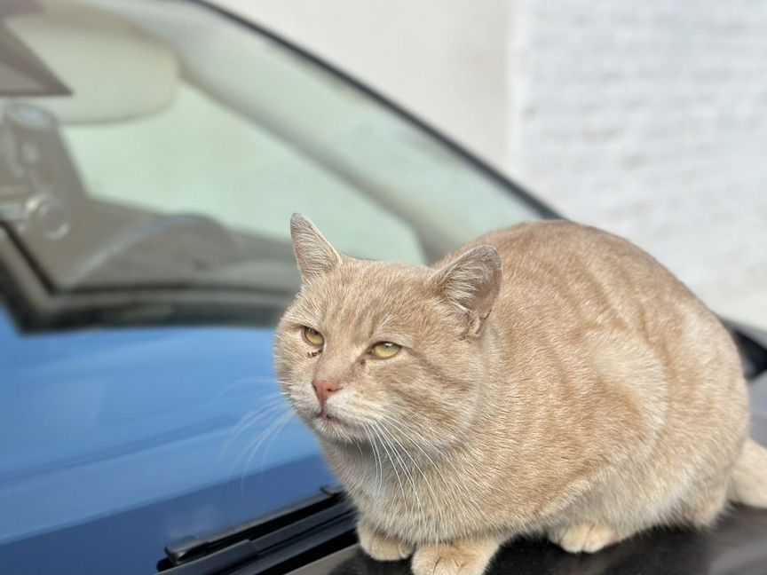 Немолодой котик выживает на улице