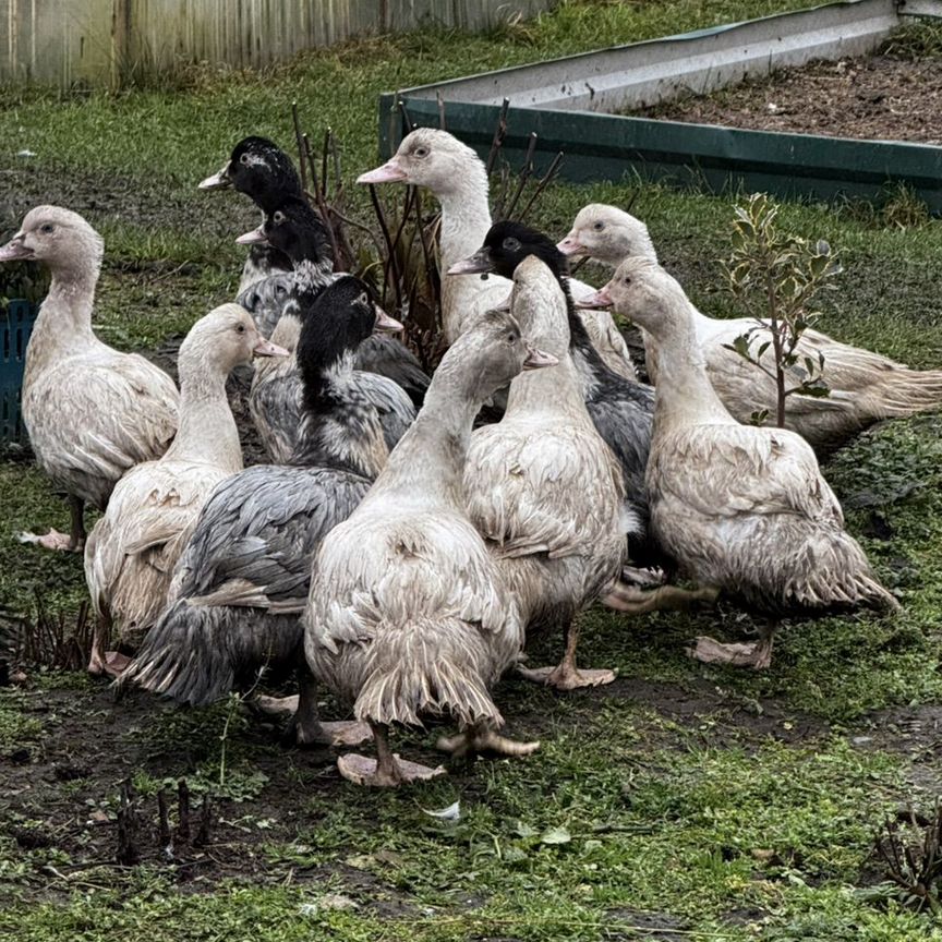 Молодые индоутки немецкой тяжелой линии