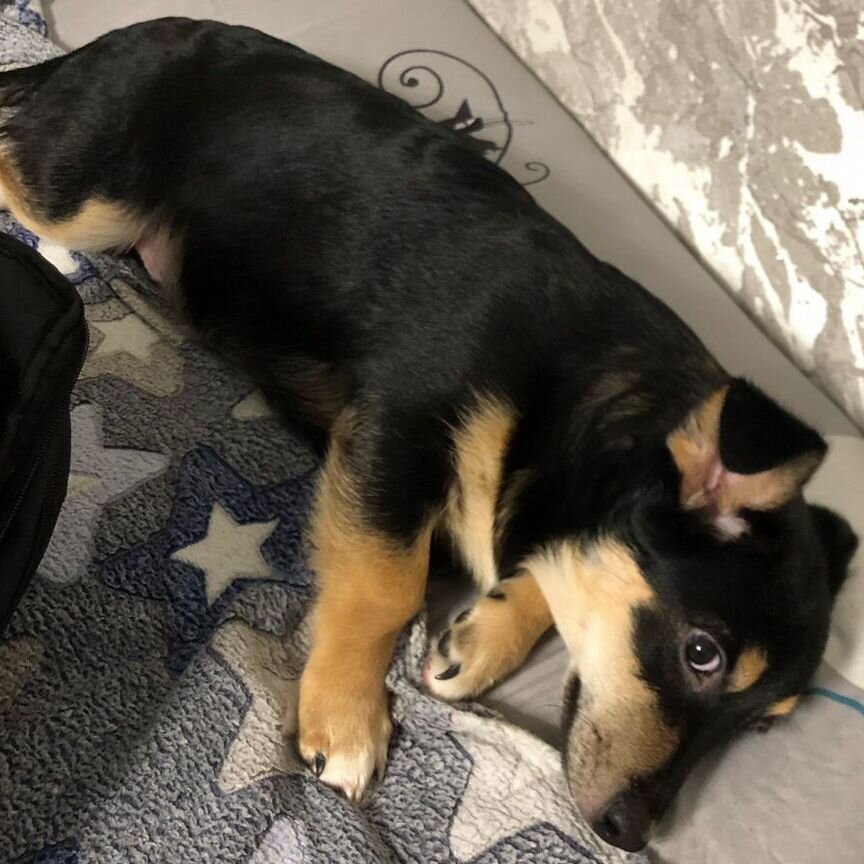 Щенок в добрые руки