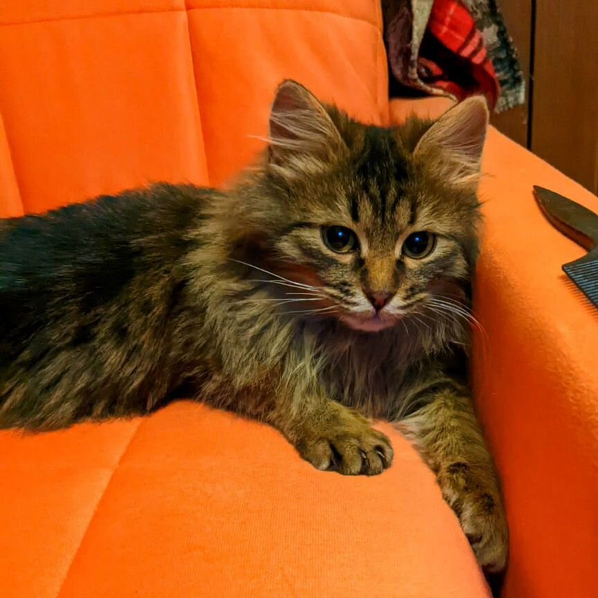 Котенок Соболек