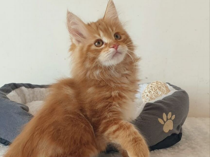 Курильский бобтейл котик