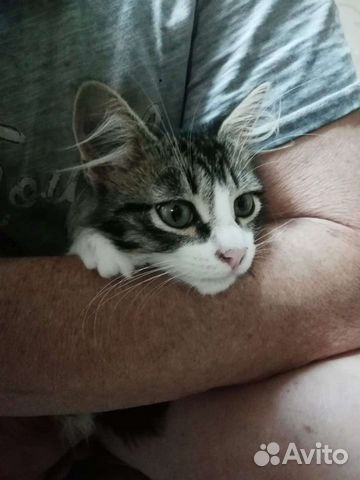 Котята в добрые руки бесплатно