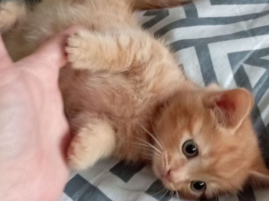 Котик шотландец, в дар бесплатно