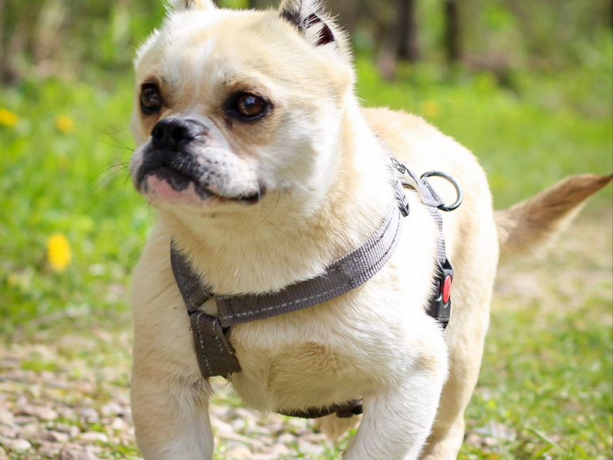 Маленький мальчик Люк, 2 года, ищет семью