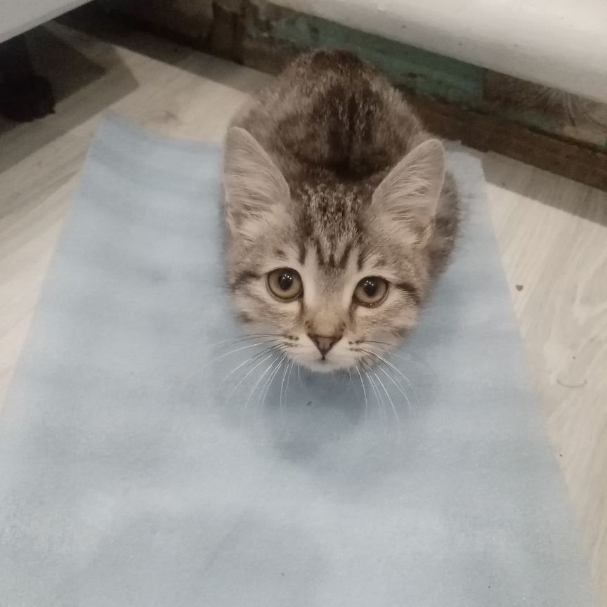 Лучший котёнок в мире