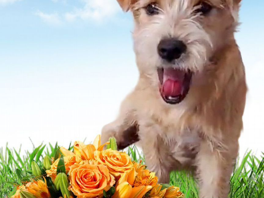 Собака в добрые руки