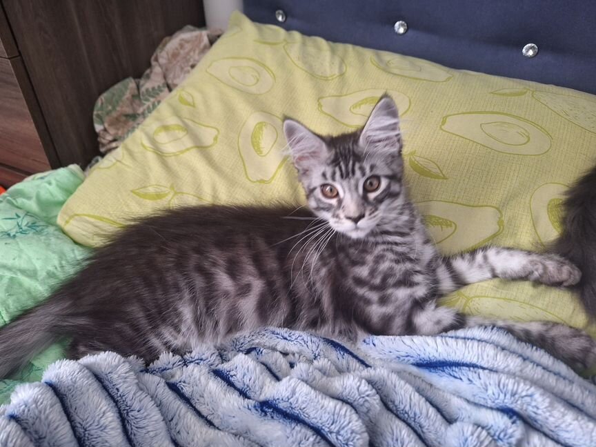 Котята мейн-кун