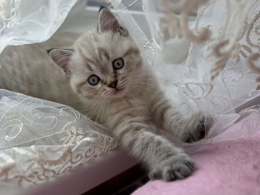 Шотландские котята