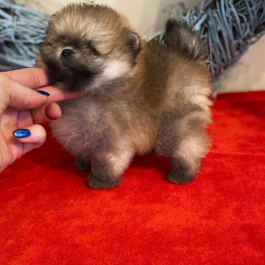 Померанский шпиц мини девочка