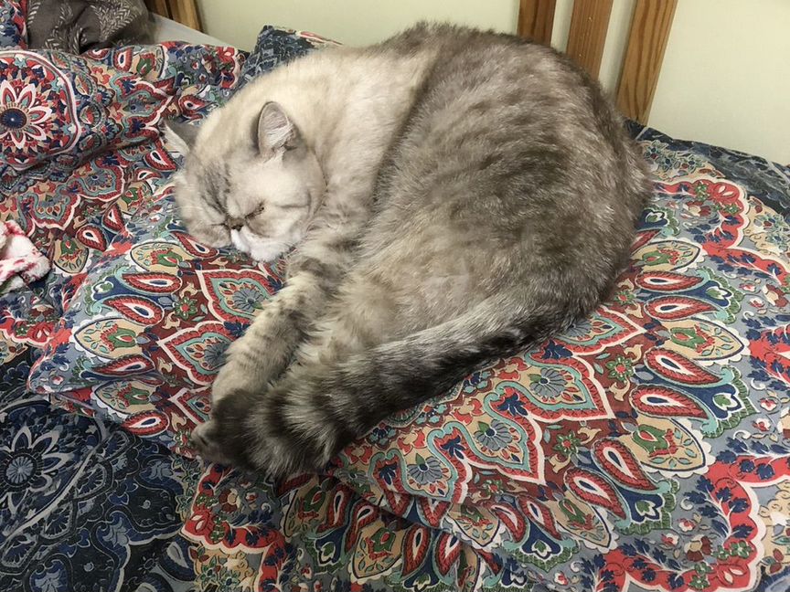 Экзотические животные