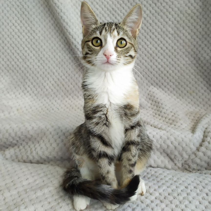 Редкая красотка в хорошие руки