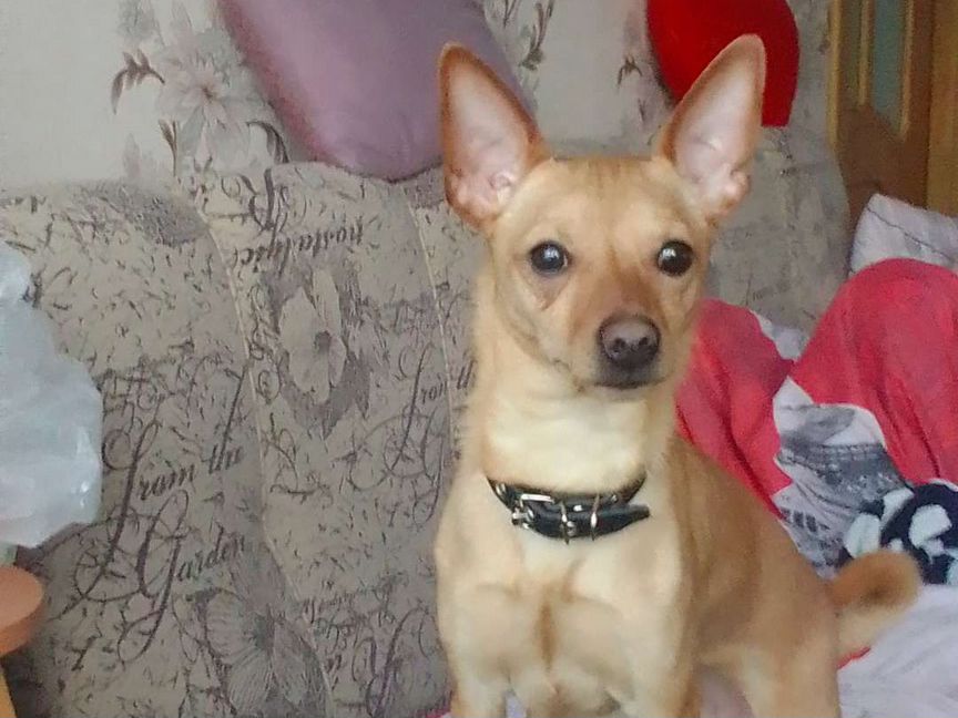 Русский той-терьер вязка