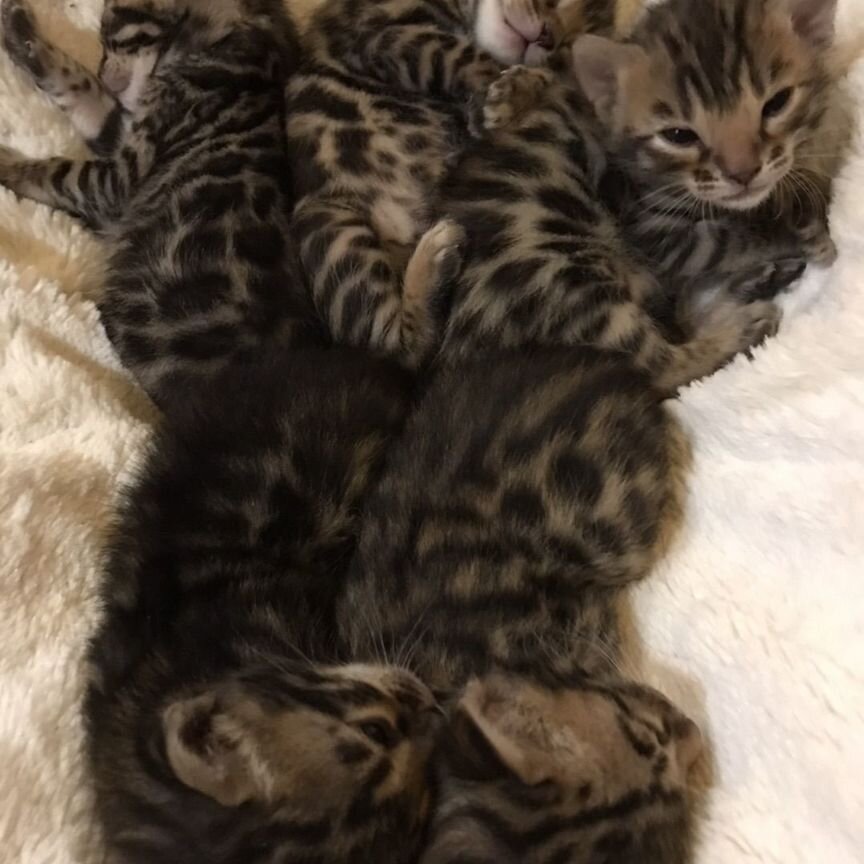 Котята бенгалы розетка на золоте