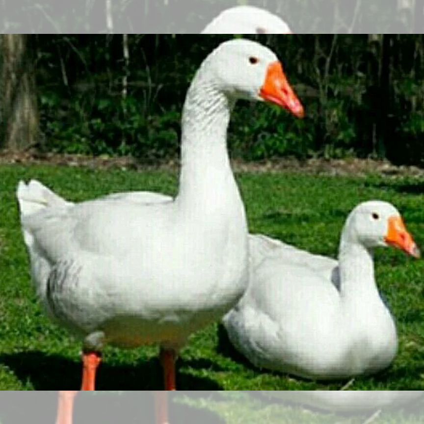 Гусь Линда