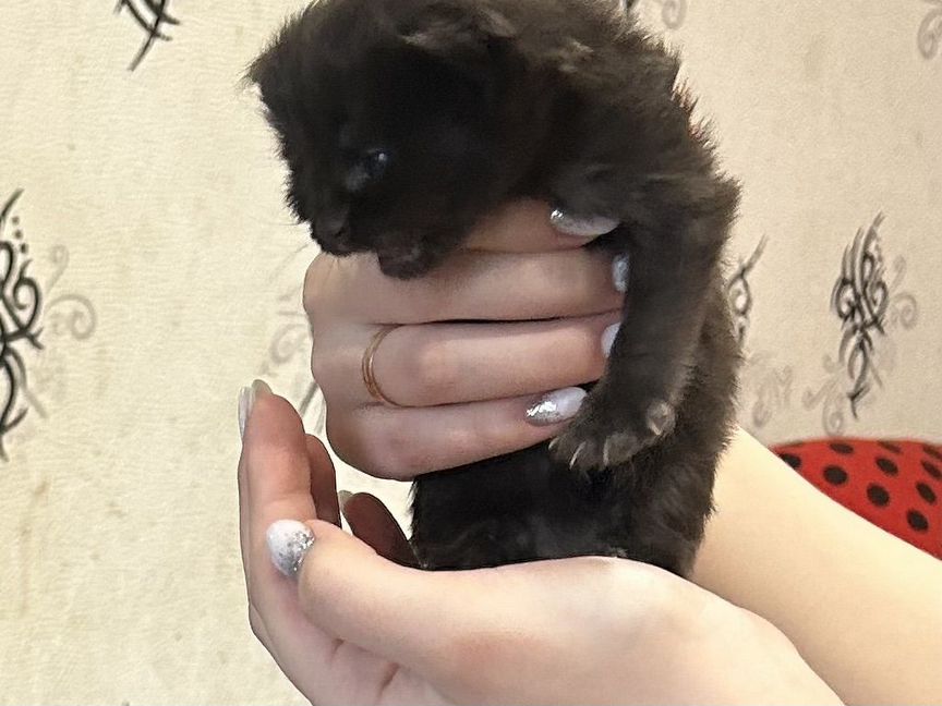 Котята мейн-кун (16.12.2023)