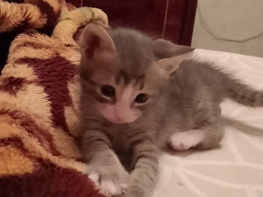 Кошка