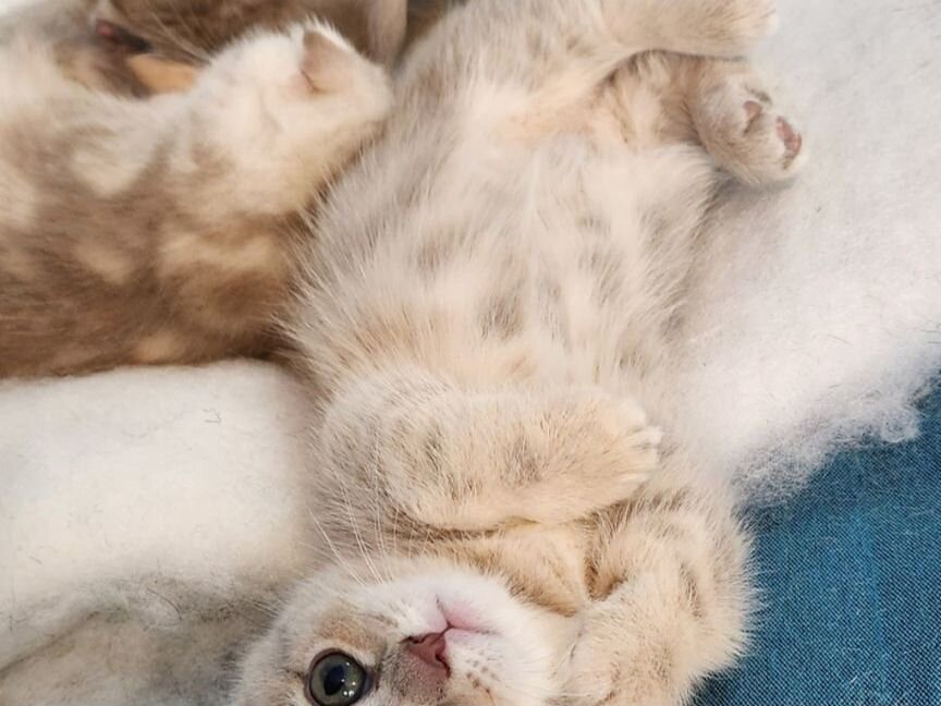 Котята манчкин