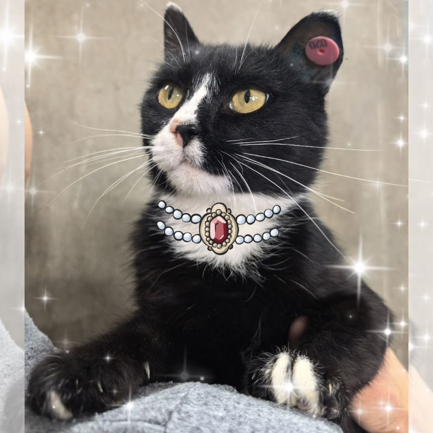 Взрослая кошка в добрые руки