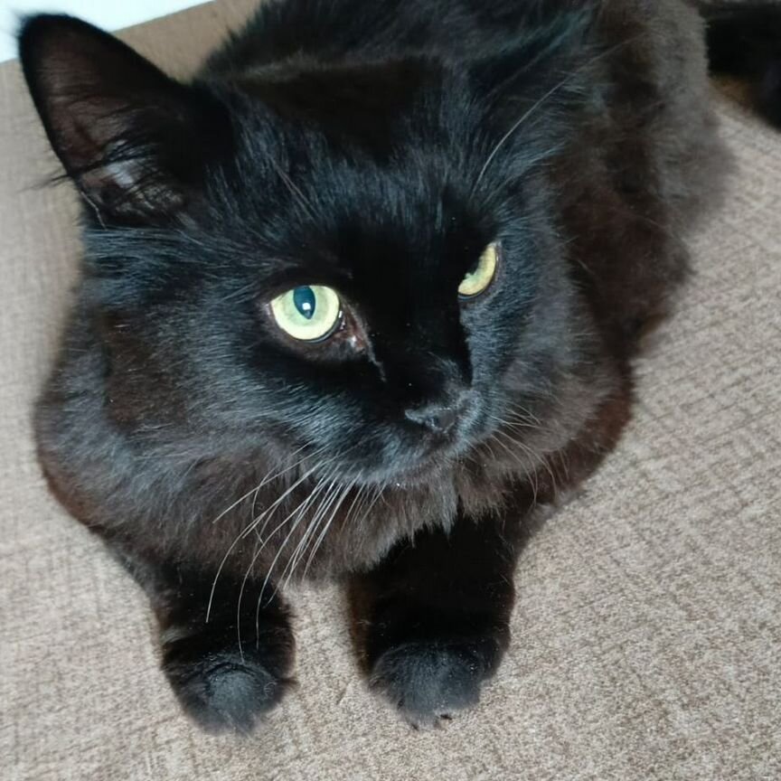 Взрослый кот в добрые руки