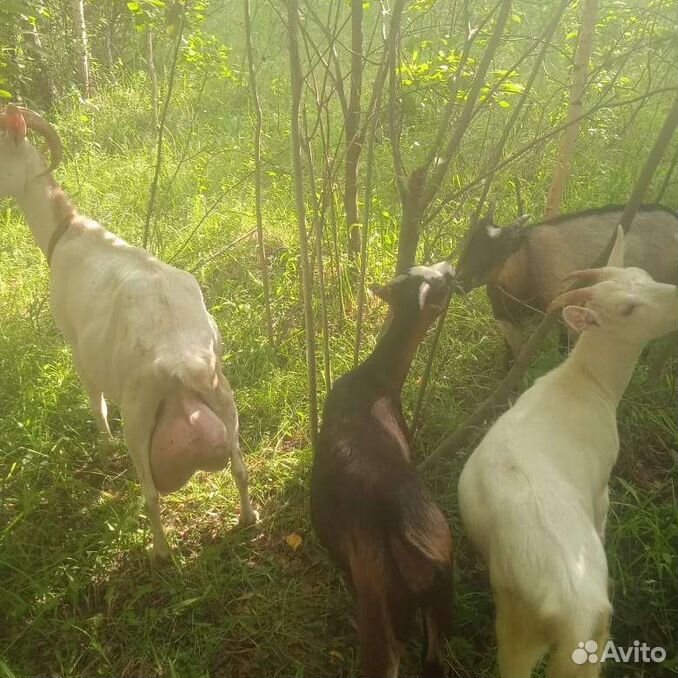 Козлята(девочки)