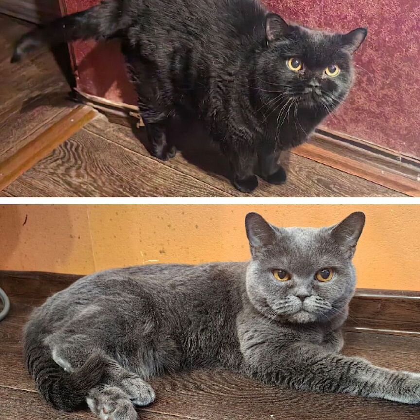 Взрослая, кошка в добрые руки