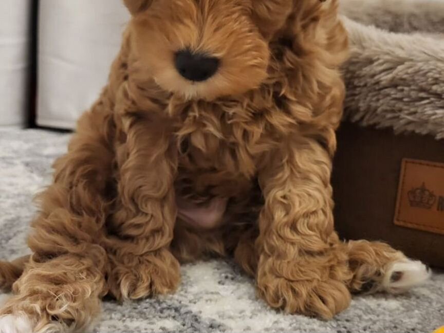 Щенки мальтипу f1 мини