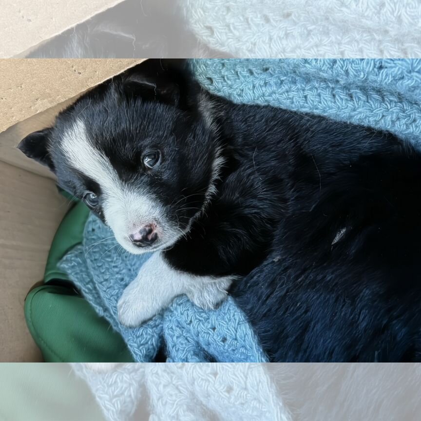 Бордер-колли, щенок