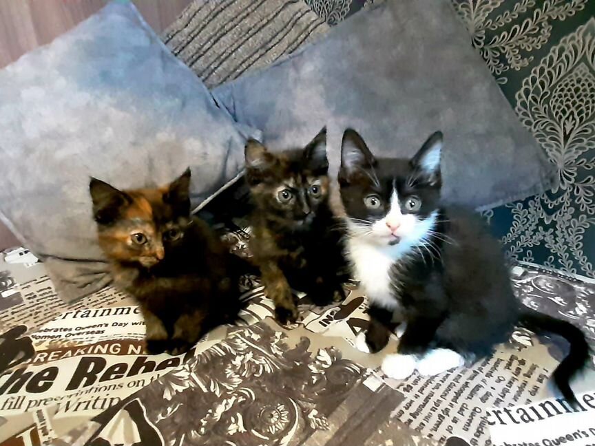 Отдам котят в добрые руки бесплатно