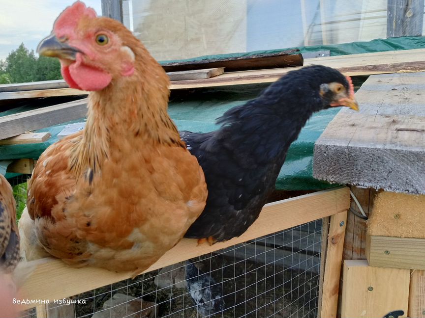 Петушки породные 3 месяца