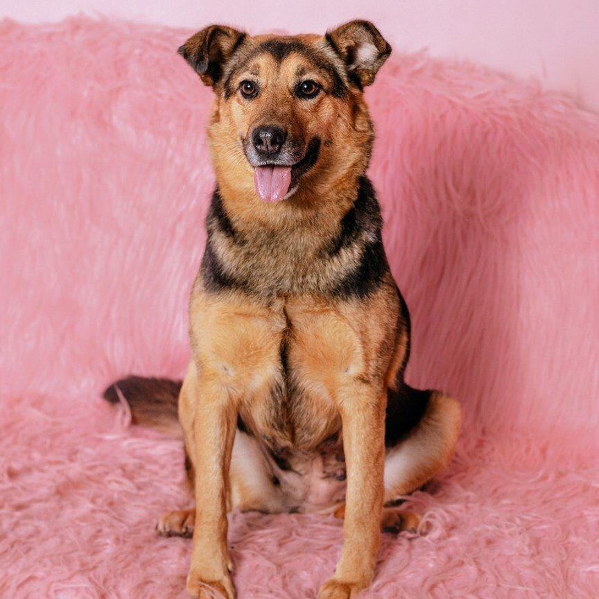 Взрослая собака в добрые руки