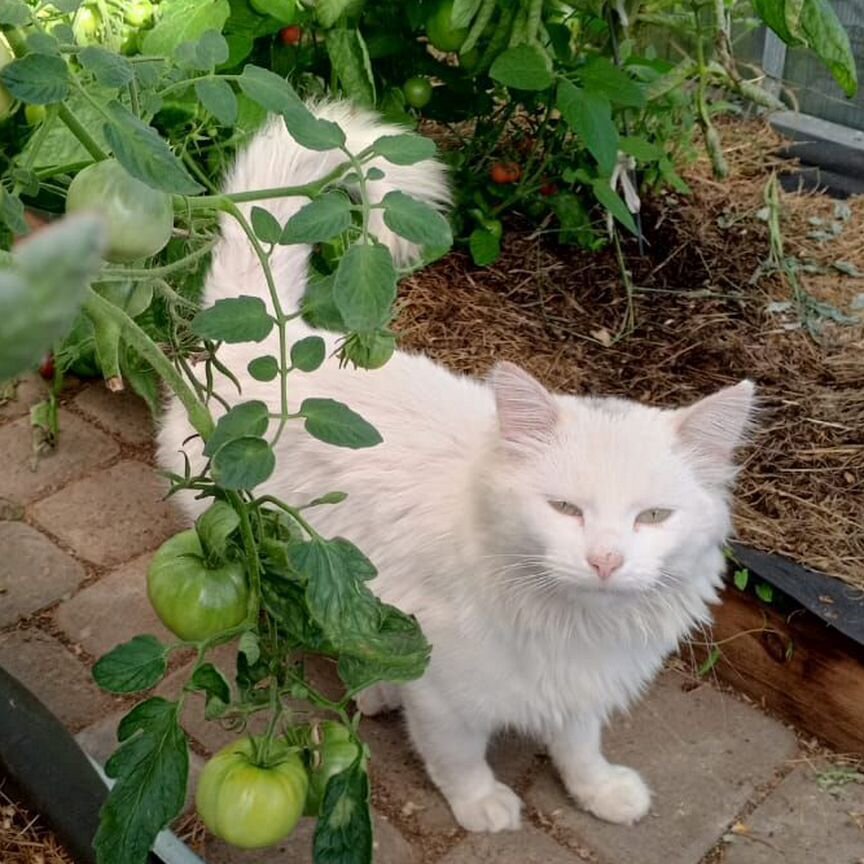 Отдам котика в добрые руки
